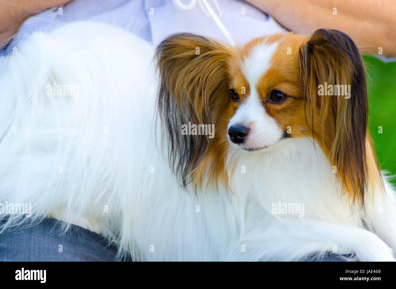 A small white and red papillon dog (aka Continental toy spaniel ...