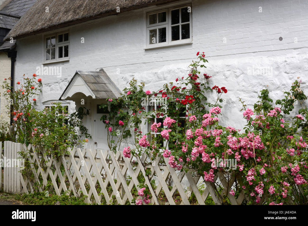 Typical old English country cottage with thatched roof and whitewash ...
