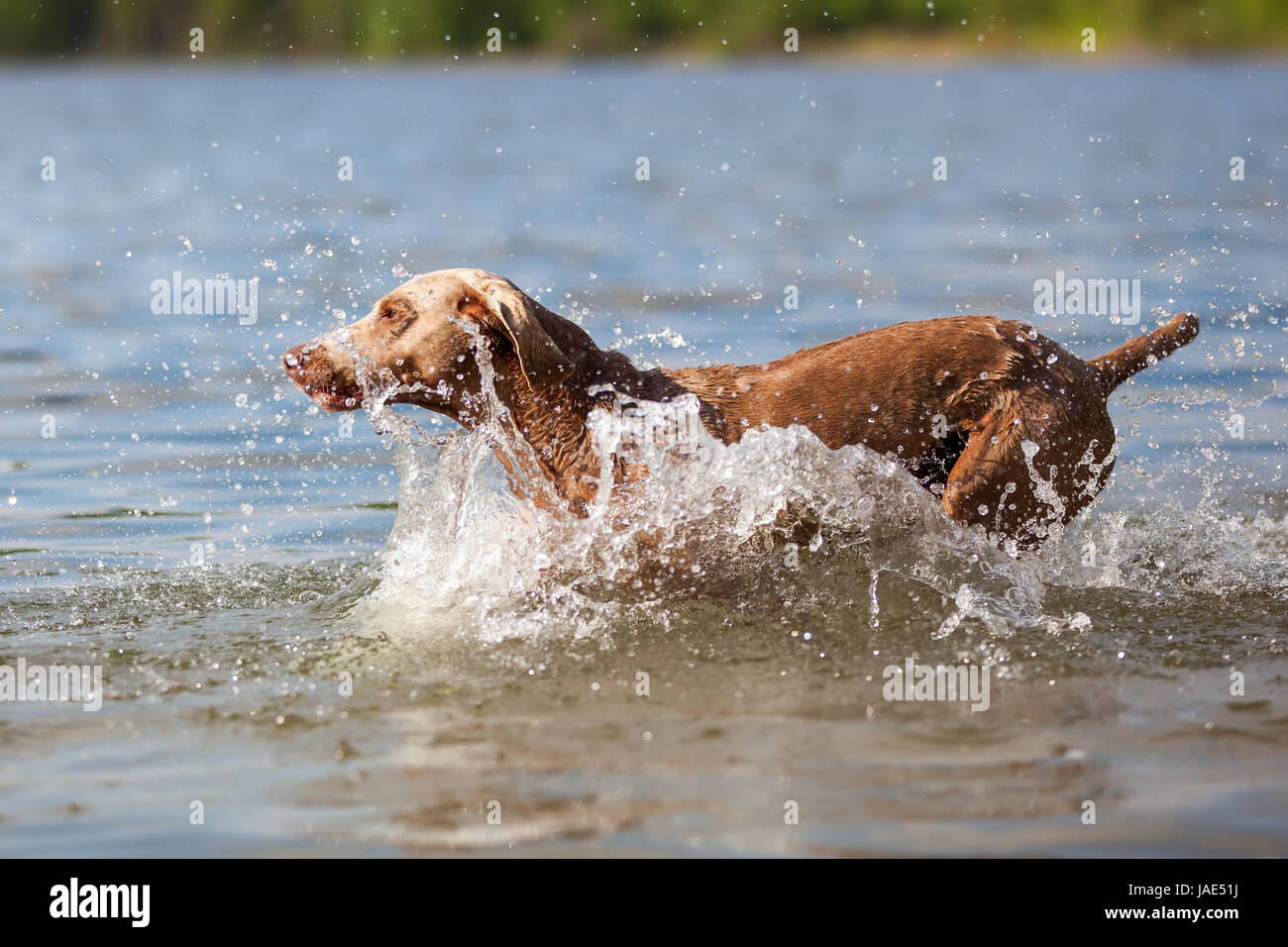 picture of a Weimaraner dog running in a lake Stock Photo - Alamy