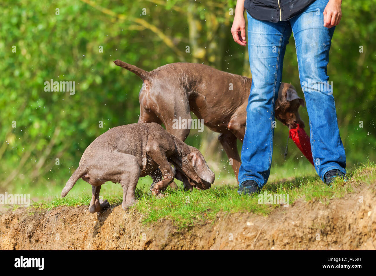 Weimaraner adult dog and a puppy playing lakeside Stock Photo - Alamy