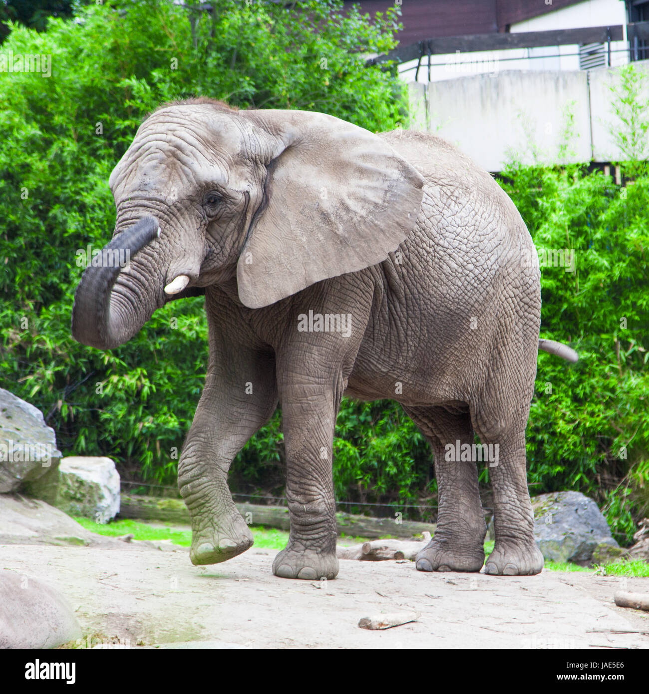 african bush elephant in zoo Stock Photo - Alamy