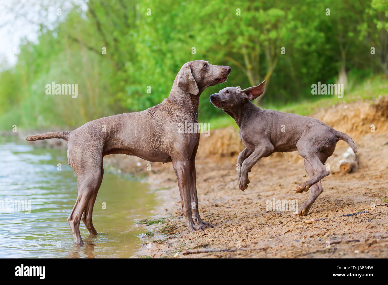 Weimaraner adult dog and a puppy playing lakeside Stock Photo - Alamy