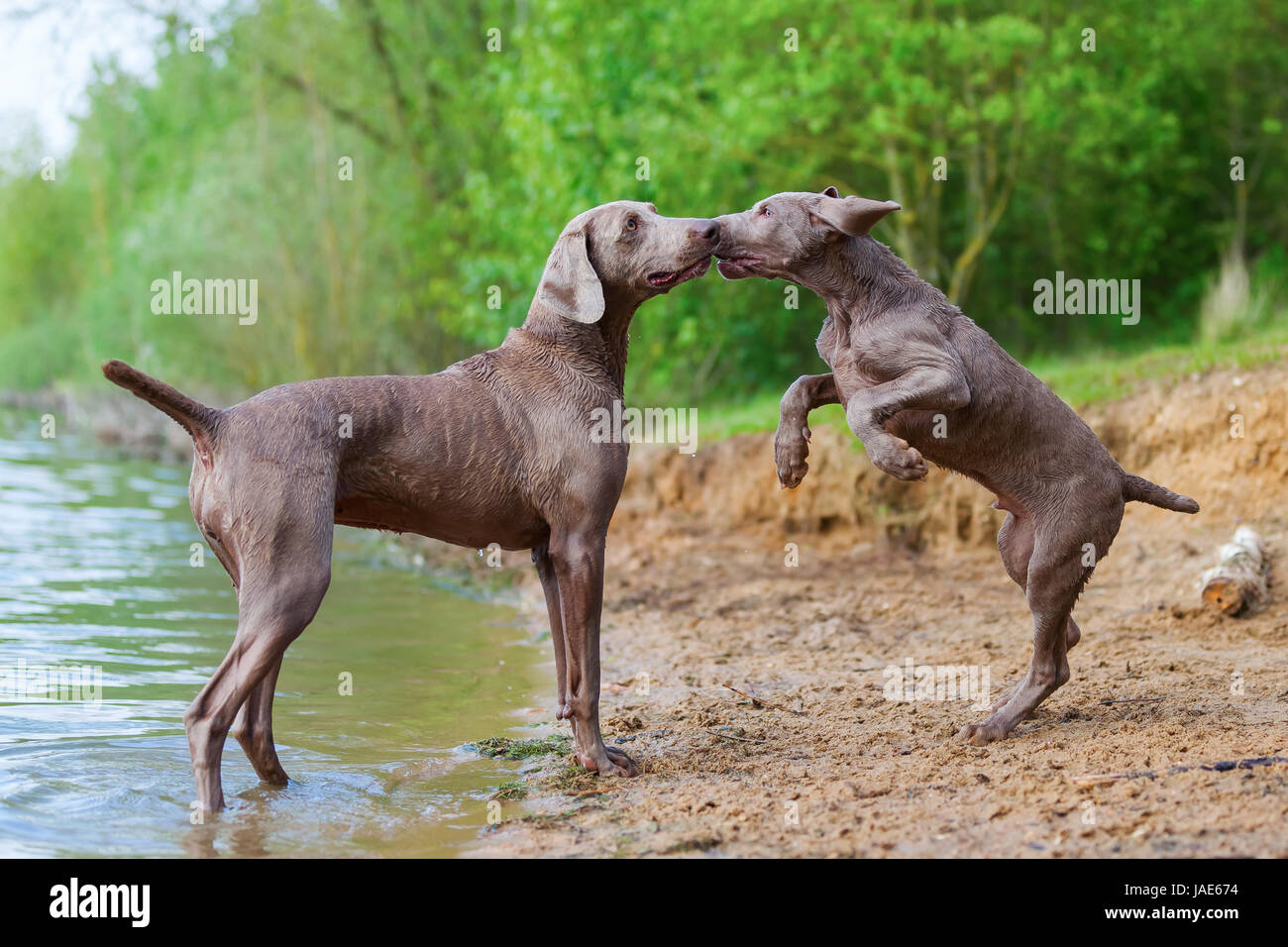 Weimaraner adult dog and a puppy playing lakeside Stock Photo - Alamy