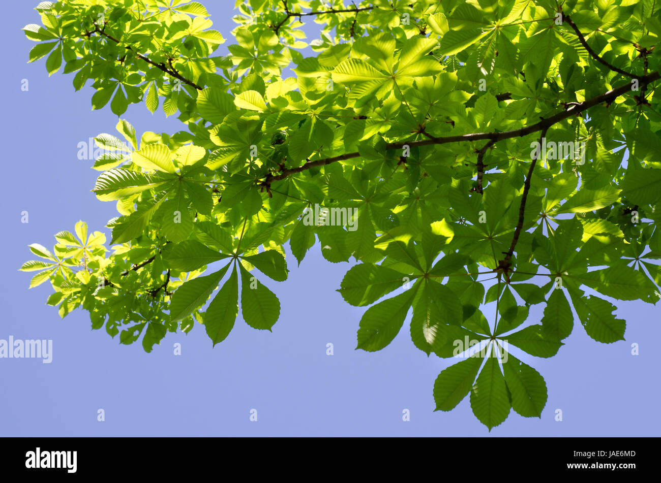 Chestnut branches against the blue sky Stock Photo - Alamy