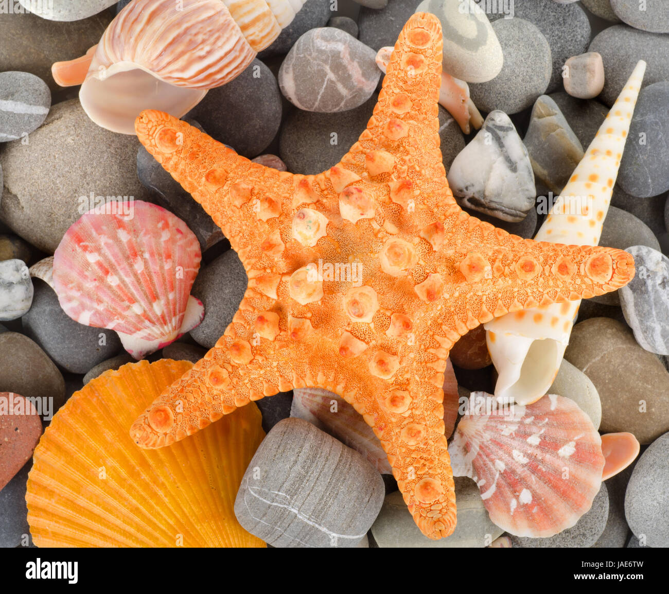 Sea shells with stone as background Stock Photo - Alamy