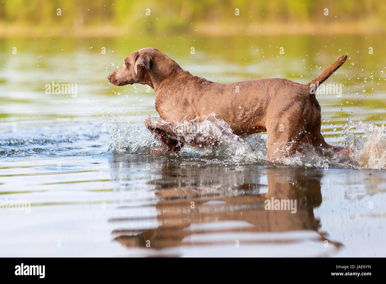 picture of a Weimaraner dog running in a lake Stock Photo - Alamy
