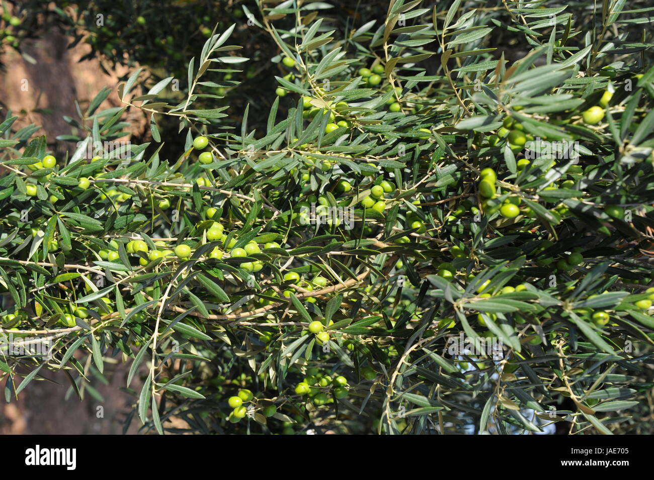 spain - olive tree at Stock Photo - Alamy