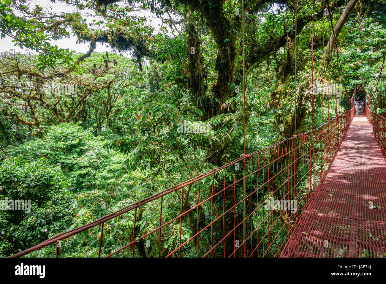 Wide angle view of red hanging bridge in the Rainforest of Monteverde ...