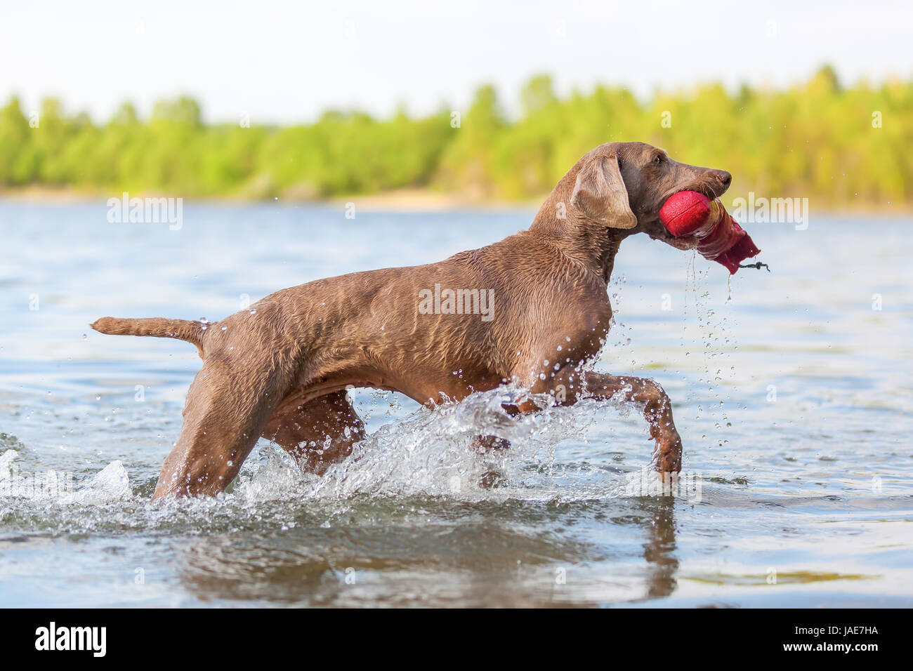 Weimaraner dog running in water hi-res stock photography and images - Alamy
