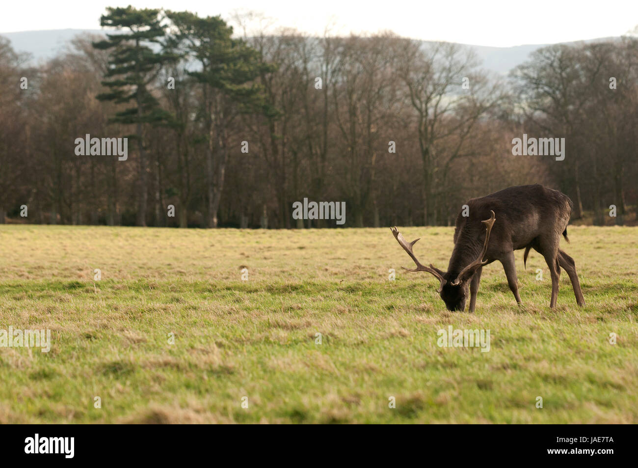 Deer are the ruminant mammals forming the family Cervidae Stock Photo ...