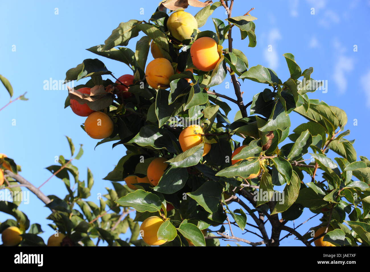 Sharonfrucht hi-res stock photography and images - Alamy