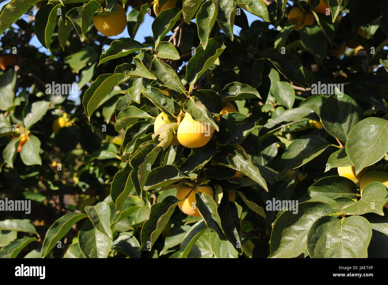 Kaki diospyros kaki sharonfrucht hi-res stock photography and images ...