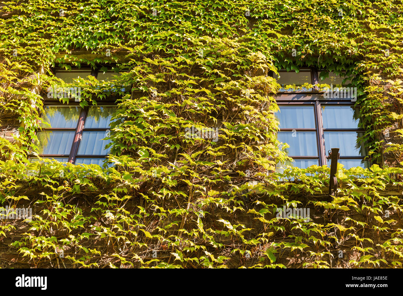 facade detail with windows of a vine-clad house Stock Photo - Alamy