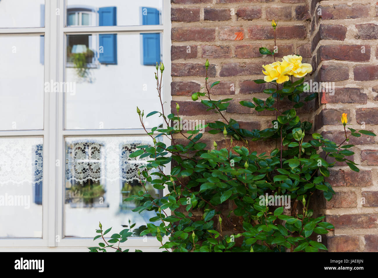 rambling rose at a house wall and window reflections Stock Photo - Alamy