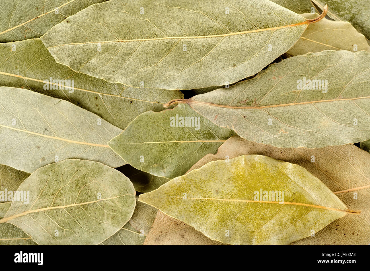 Arrangement of bay leaves in various shades of green Stock Photo - Alamy