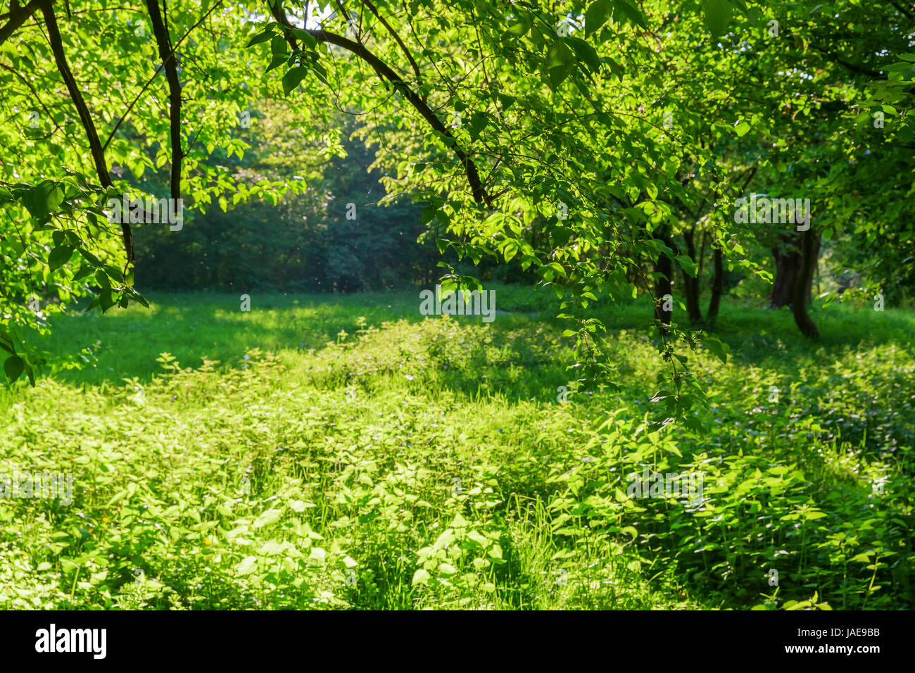 meadow with stinging nettle plants between trees Stock Photo - Alamy