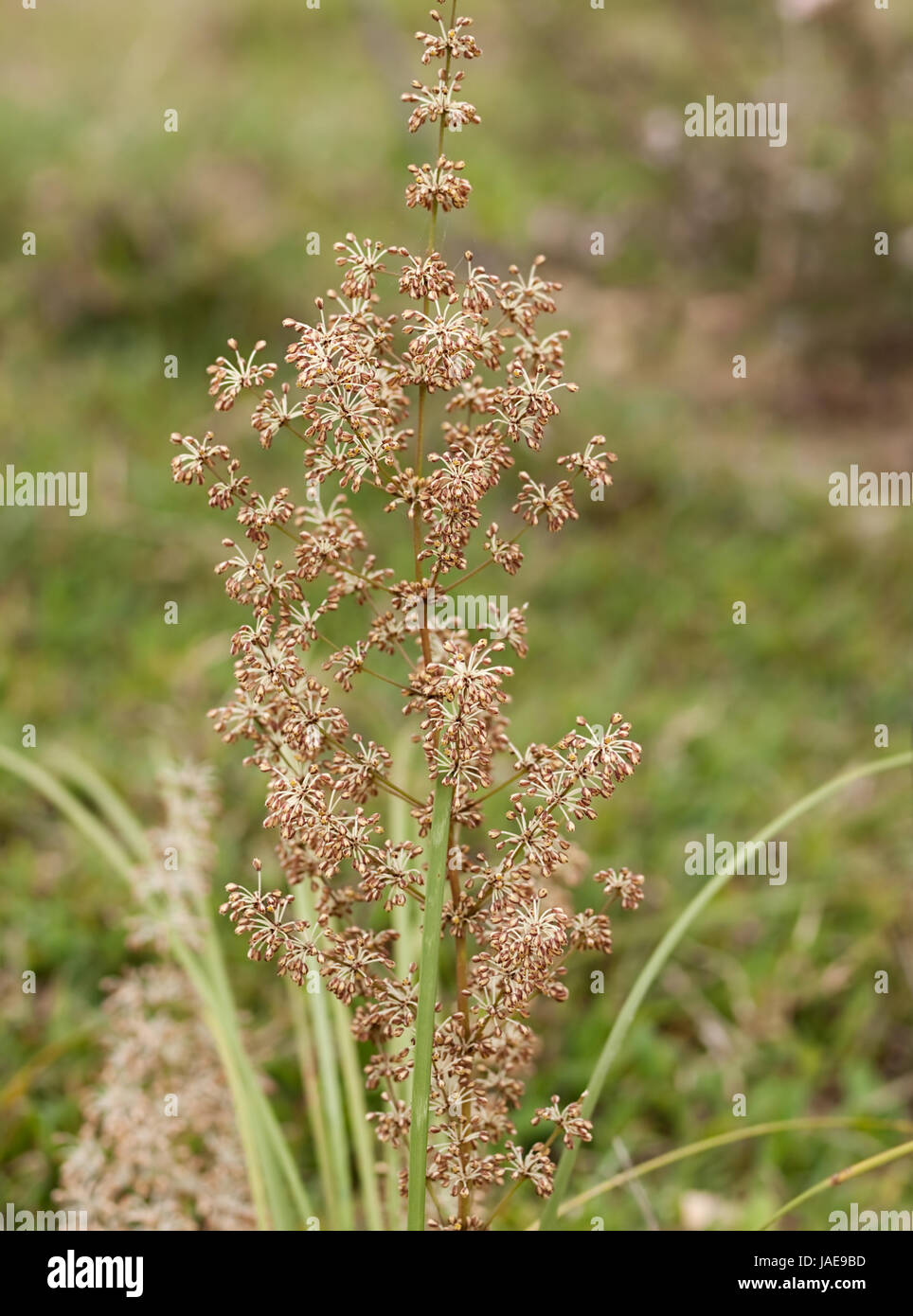 Spring wild flower of Australian native grass plant Lomandra multiflora ...