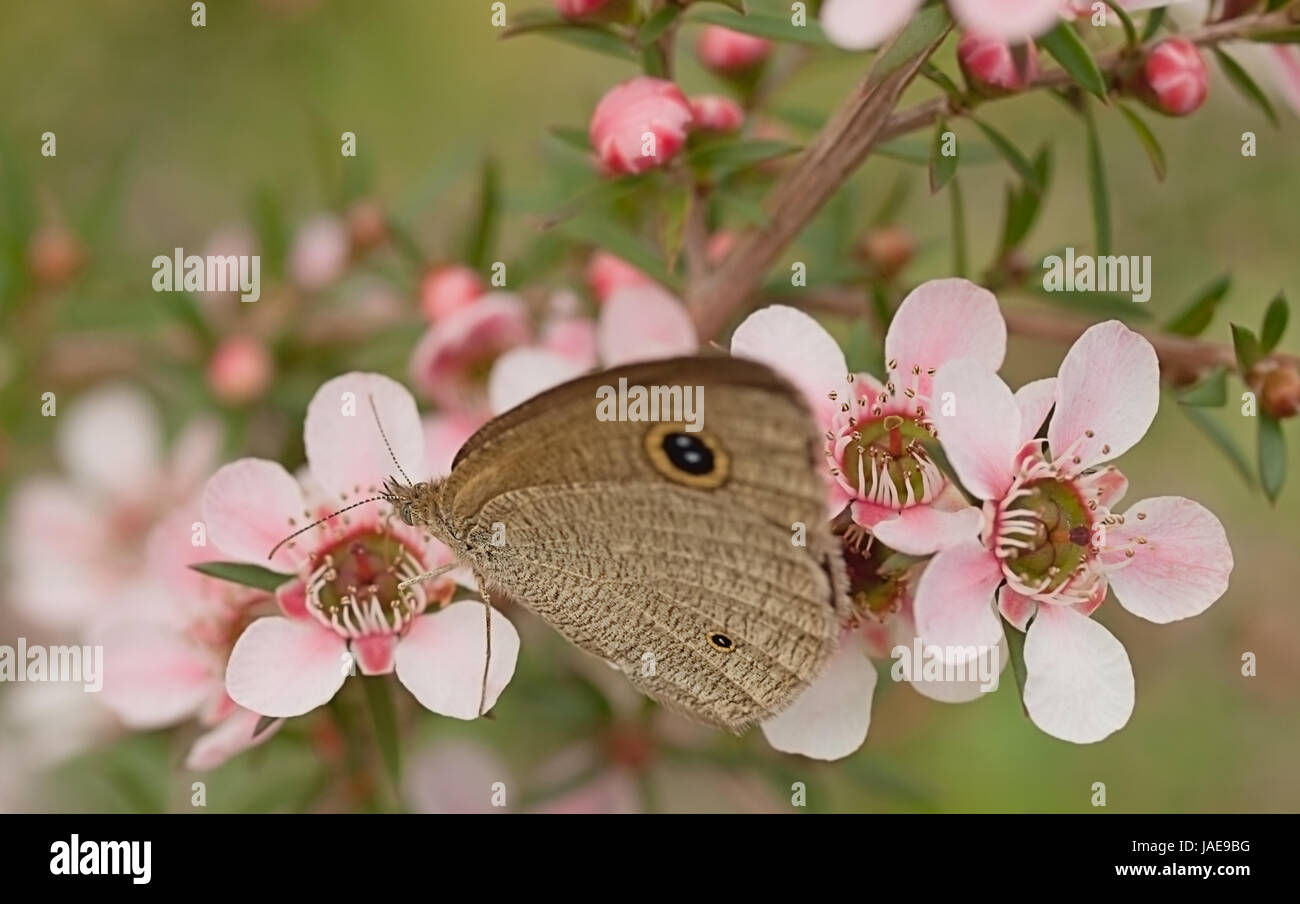Australian banner live fauna and flora Dingy Ring butterfly and pink ...
