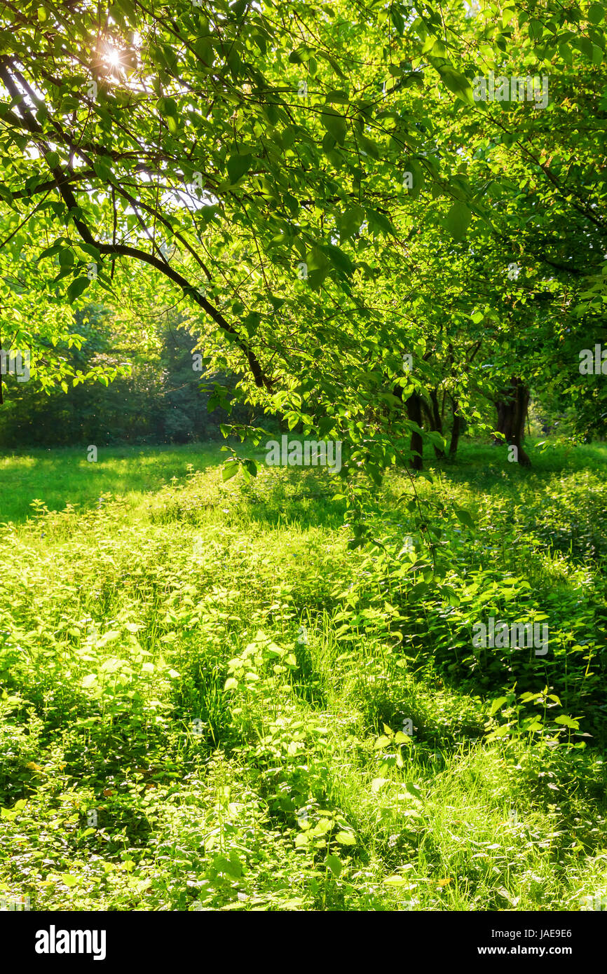 Nettle trees hi-res stock photography and images - Alamy