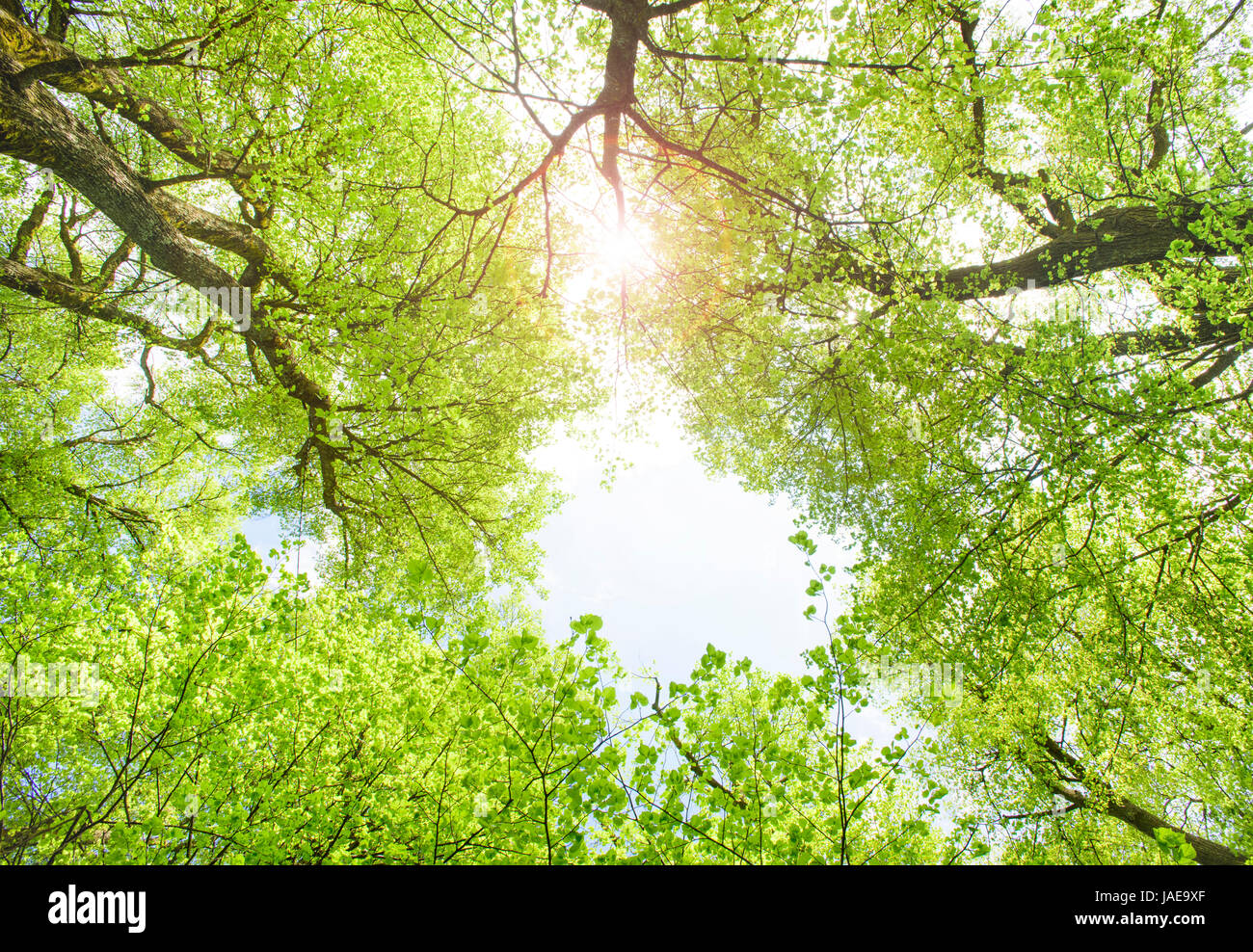 single big old linden tree at spring Stock Photo - Alamy