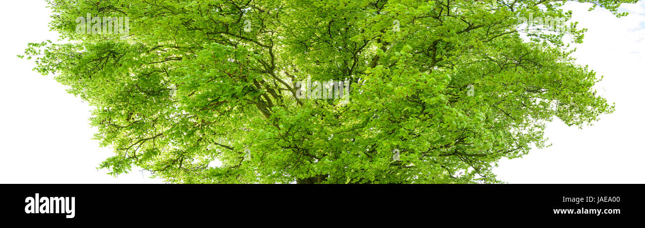 single big old beech tree at spring Stock Photo - Alamy