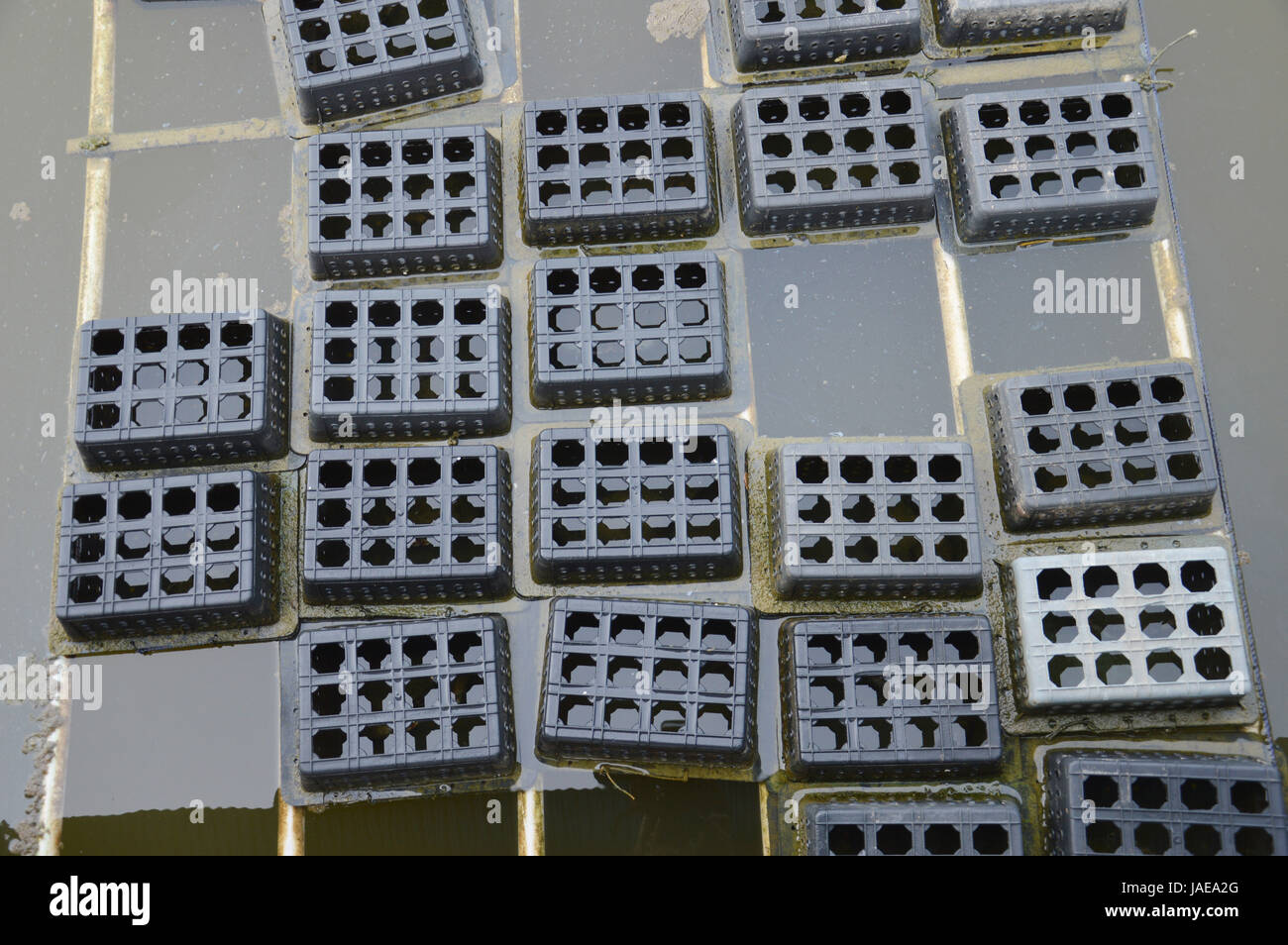 black boxes crab on soft-shelled crab farming ponds Stock Photo - Alamy