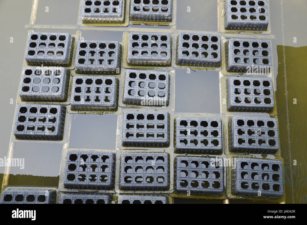 black boxes crab on soft-shelled crab farming ponds Stock Photo - Alamy