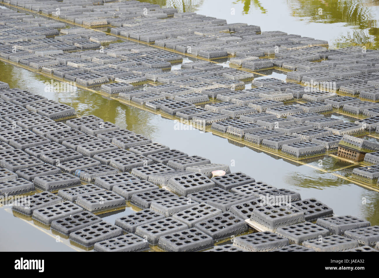 black boxes crab on soft-shelled crab farming ponds Stock Photo - Alamy