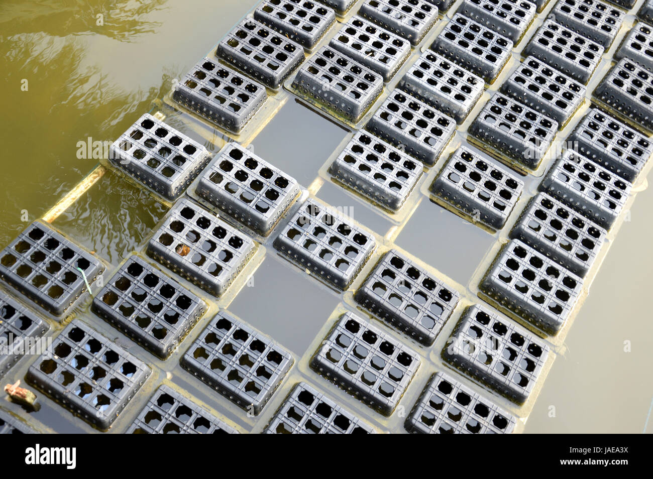 black boxes crab on soft-shelled crab farming ponds Stock Photo - Alamy