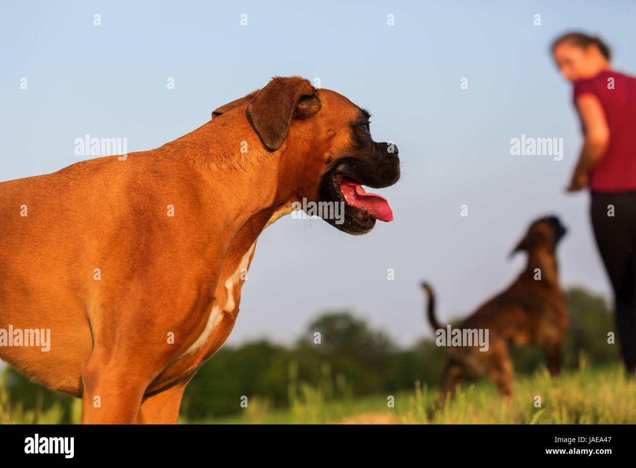 teenage girl playing with boxer dogs in the field Stock Photo - Alamy