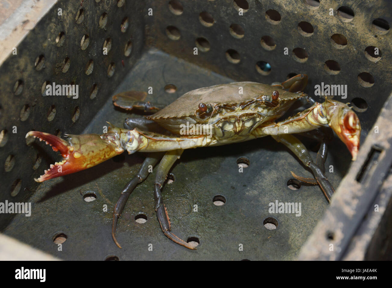 Soft shelled crab hi-res stock photography and images - Alamy