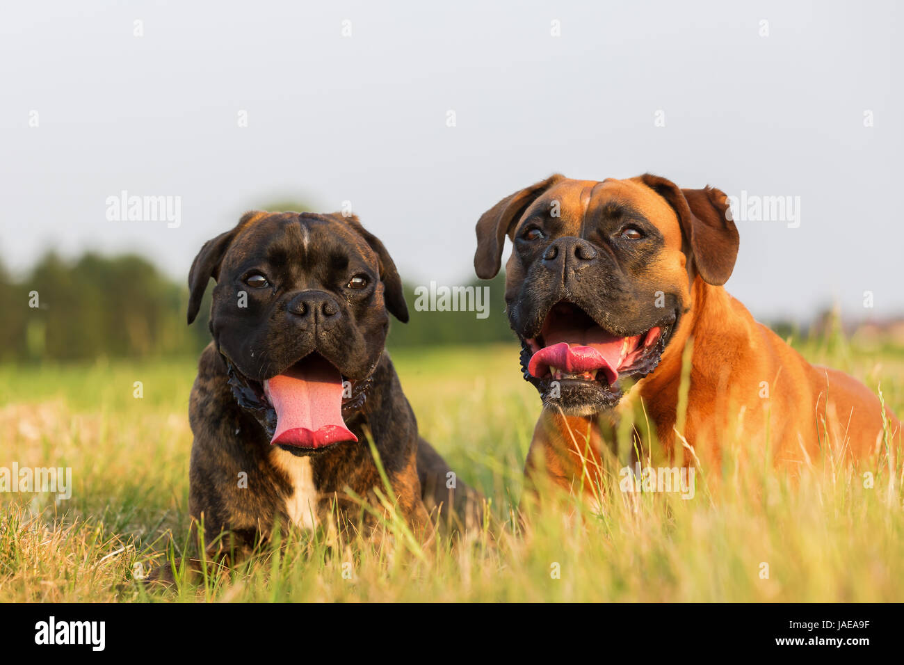 Two dogs playing in countryside hi-res stock photography and images - Alamy