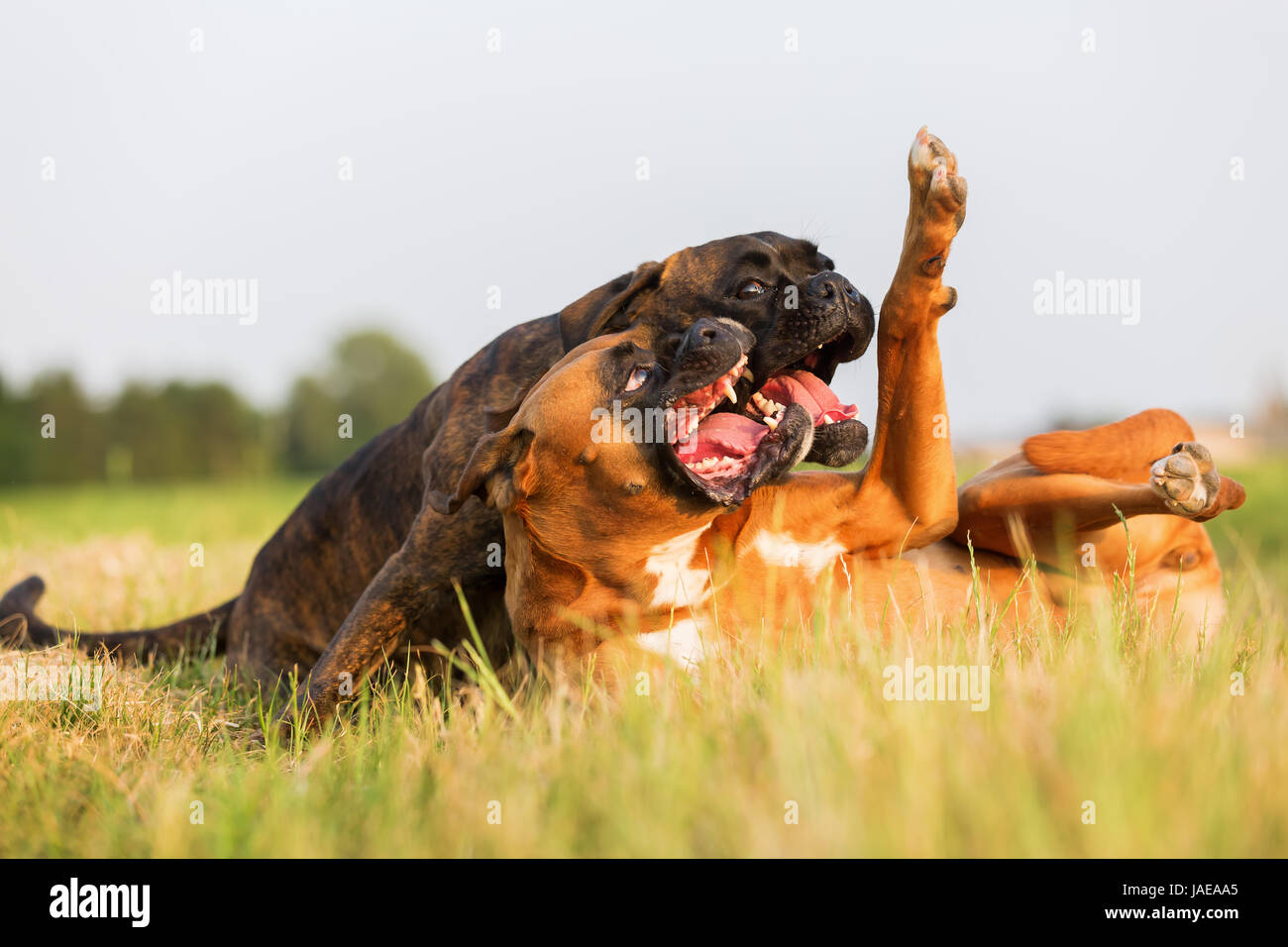 Two scuffling boxer dogs hi-res stock photography and images - Alamy