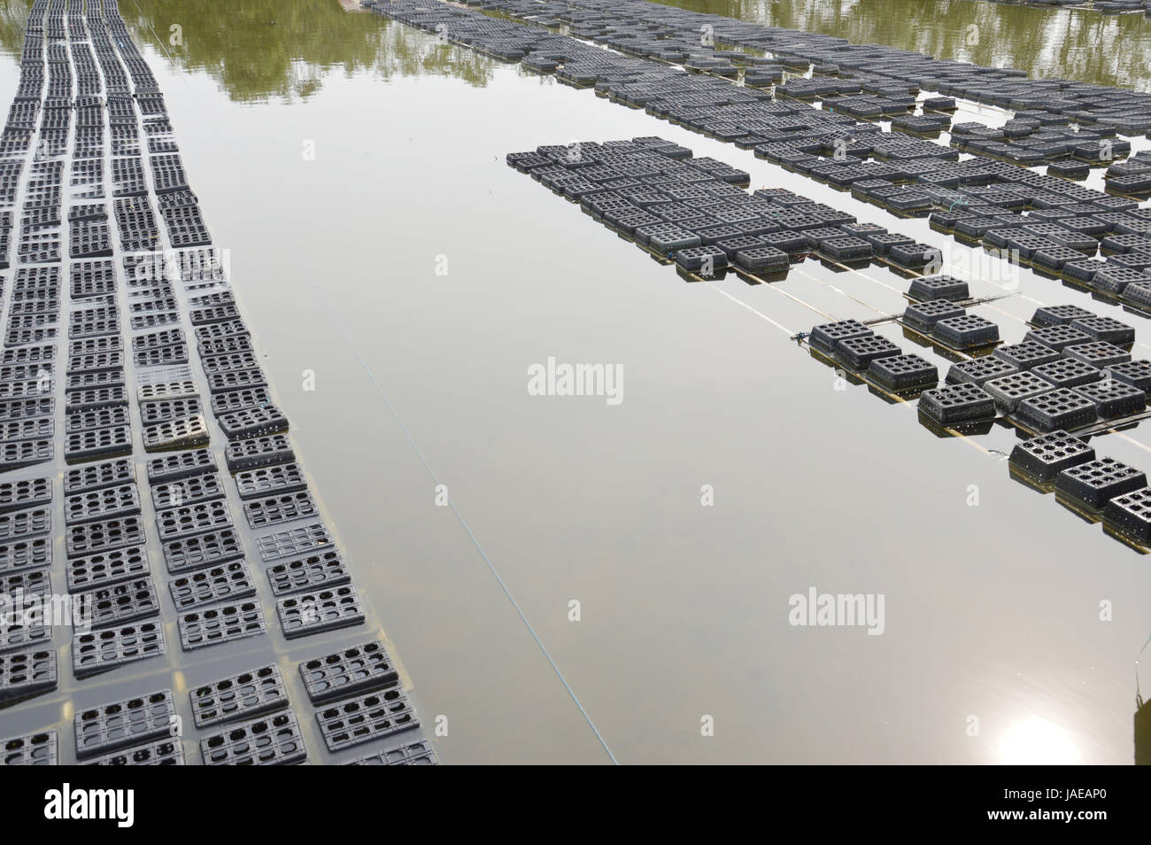 black boxes crab on soft-shelled crab farming ponds Stock Photo - Alamy