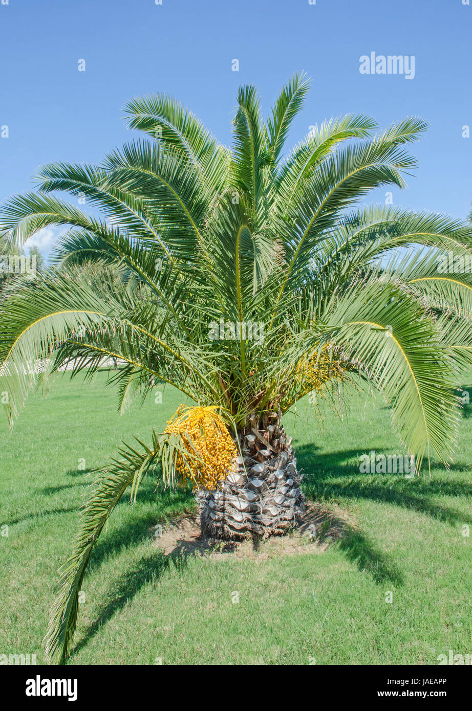 Dattelpalme hi-res stock photography and images - Alamy