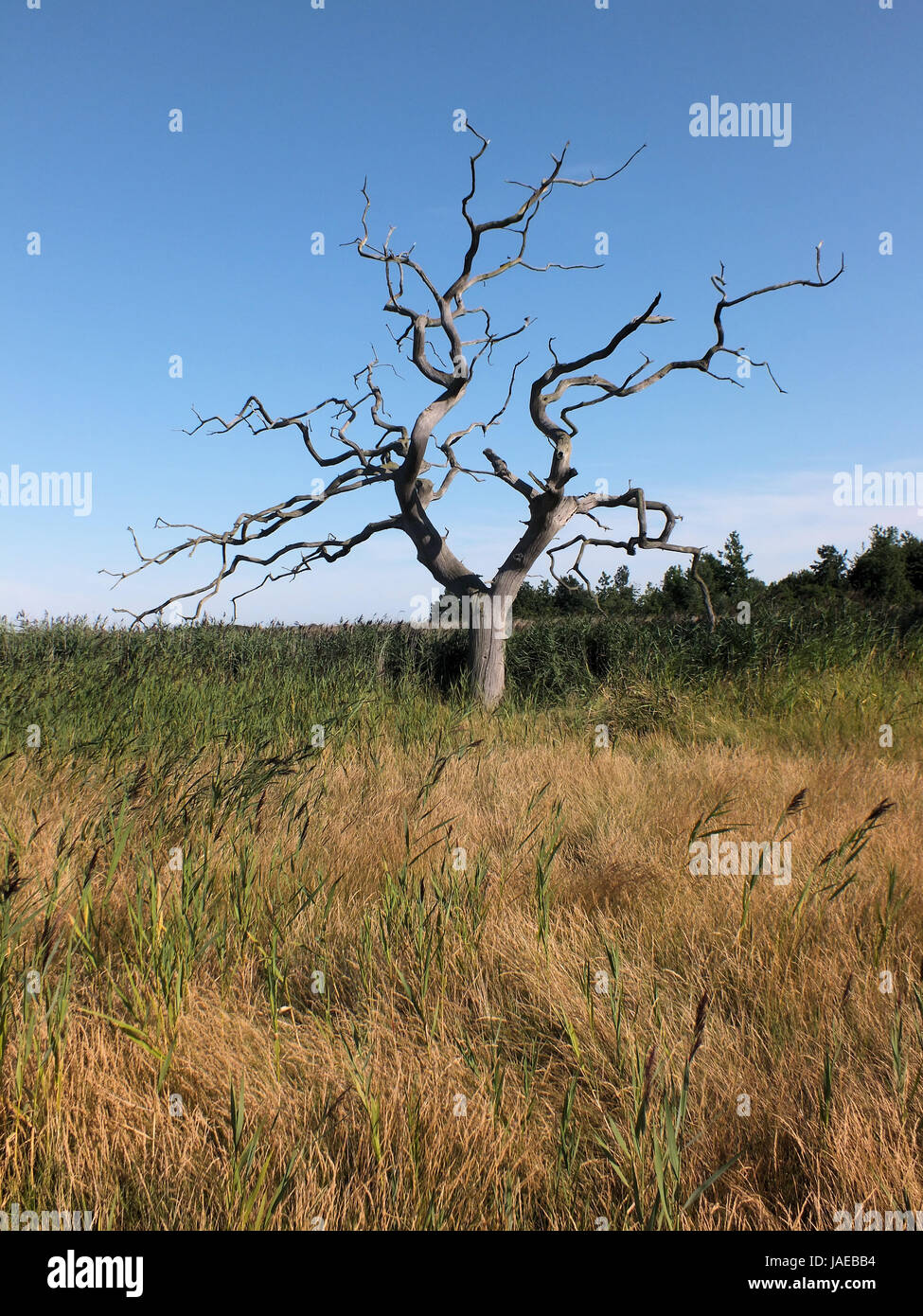 A single tree that has died as its roots have been saturated by rising ...