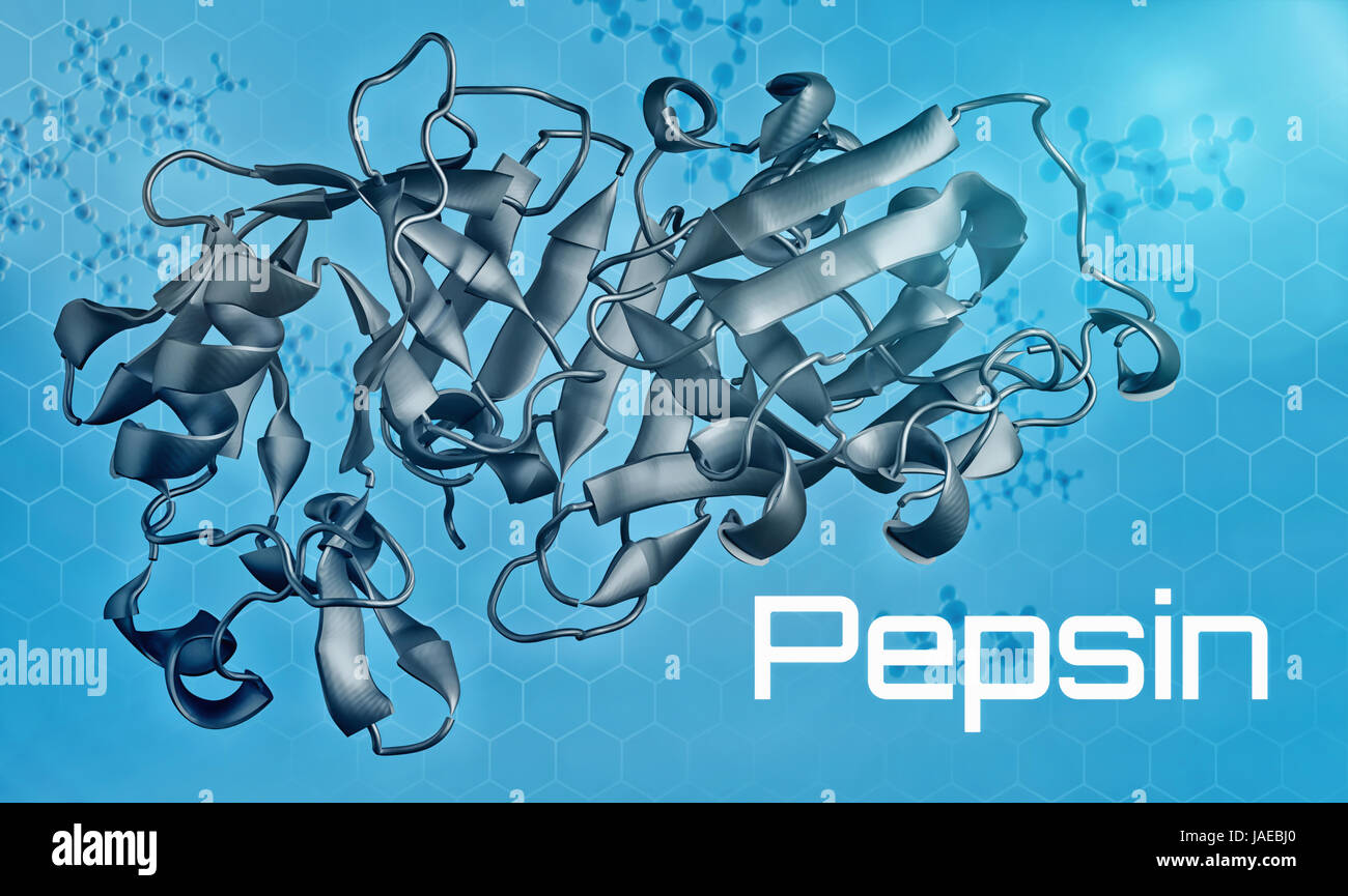 Pepsin enzyme model hi-res stock photography and images - Alamy