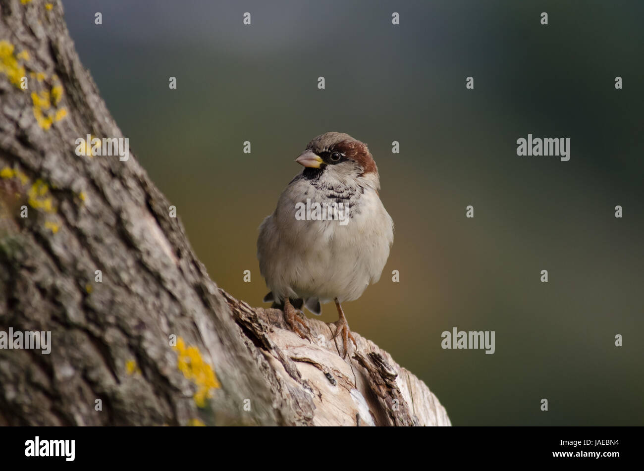 of posing spatz Stock Photo - Alamy