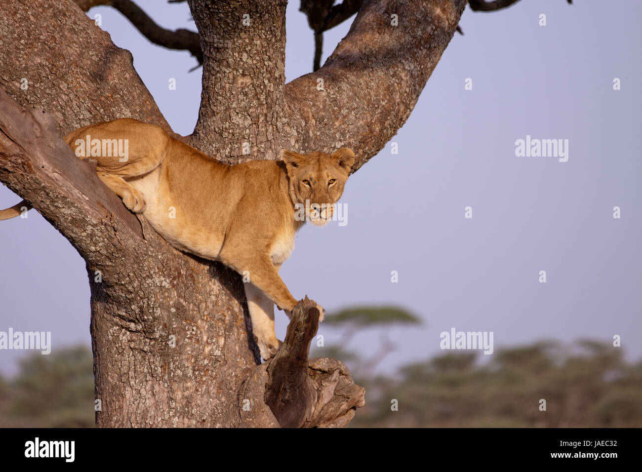 Lowe auf baum hi-res stock photography and images - Alamy