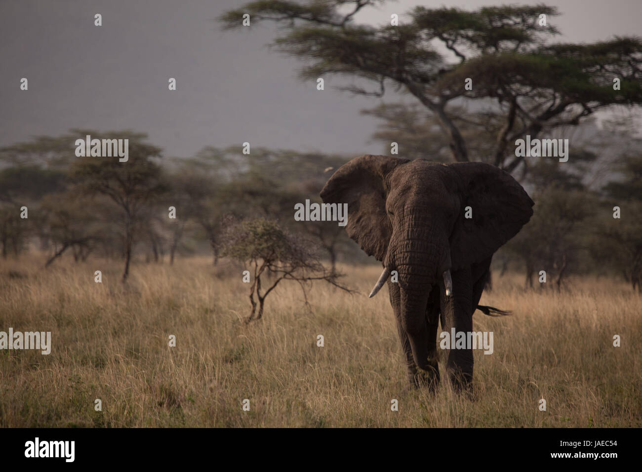 Grosser elefant hi-res stock photography and images - Alamy