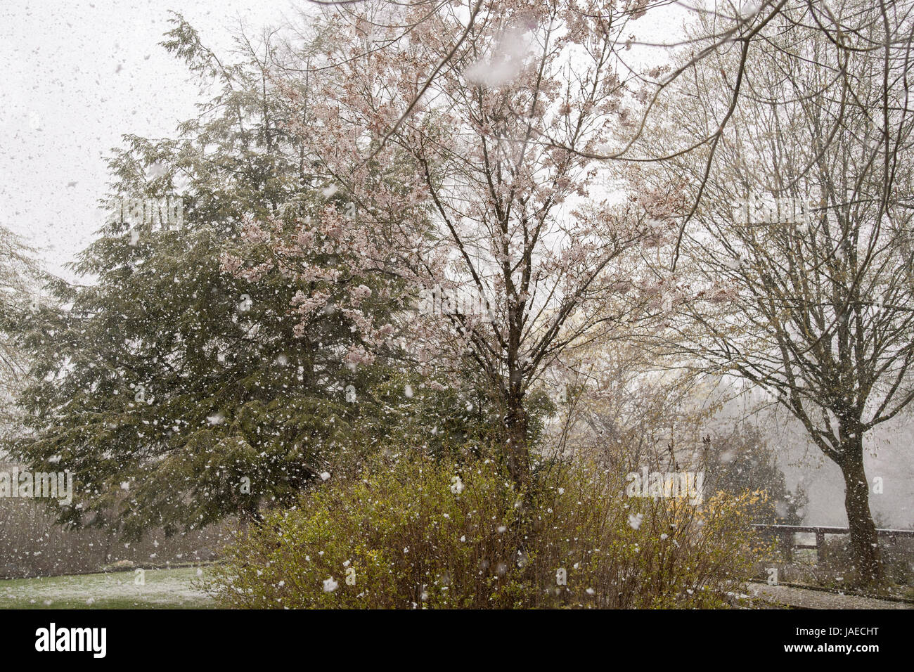 Snow showers cherry tree hi-res stock photography and images - Alamy