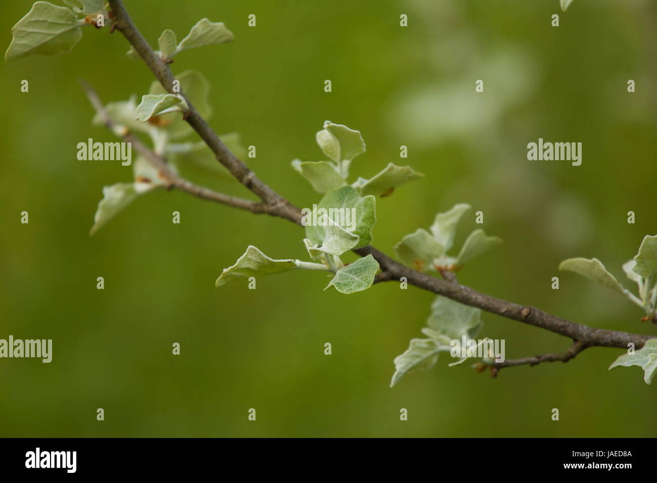 A beautiful tree branches with a pale gray green leaves in spring Stock ...