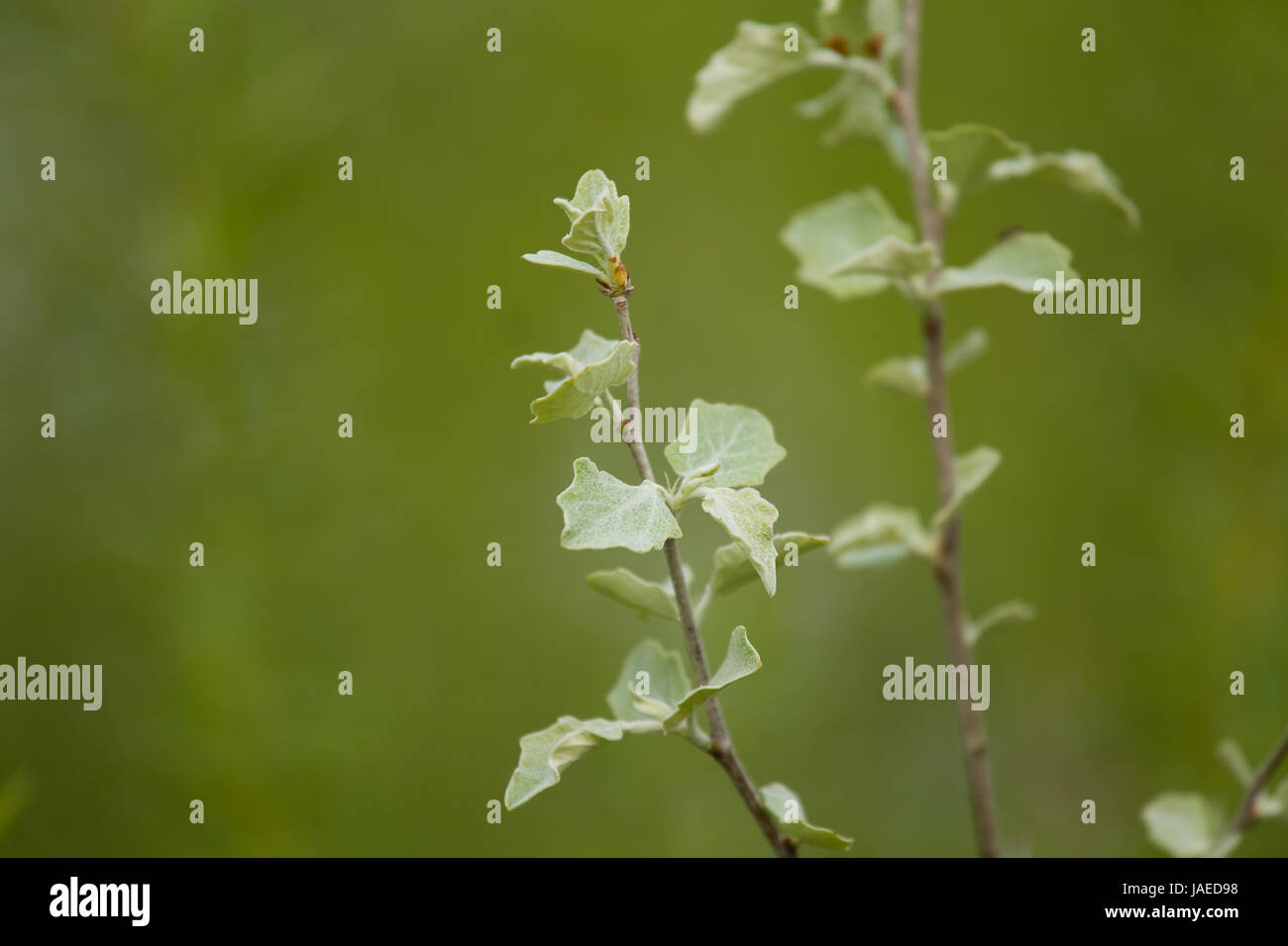 A beautiful tree branches with a pale gray green leaves in spring Stock ...