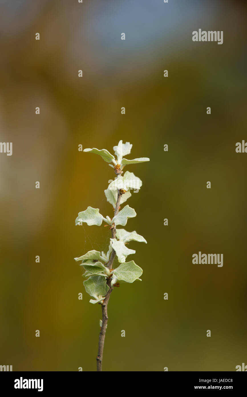 A beautiful tree branches with a pale gray green leaves in spring Stock ...