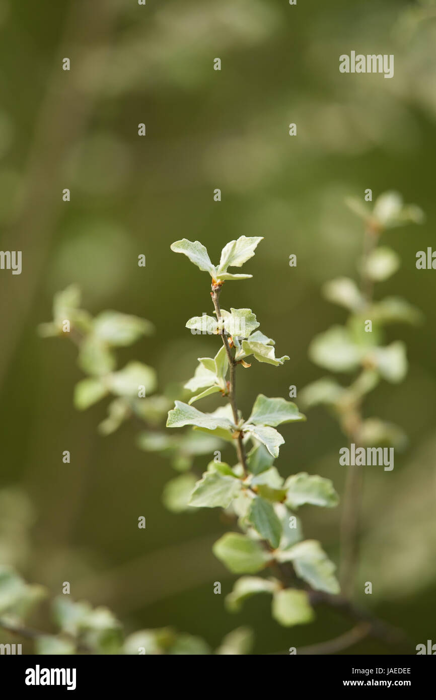 A beautiful tree branches with a pale gray green leaves in spring Stock ...