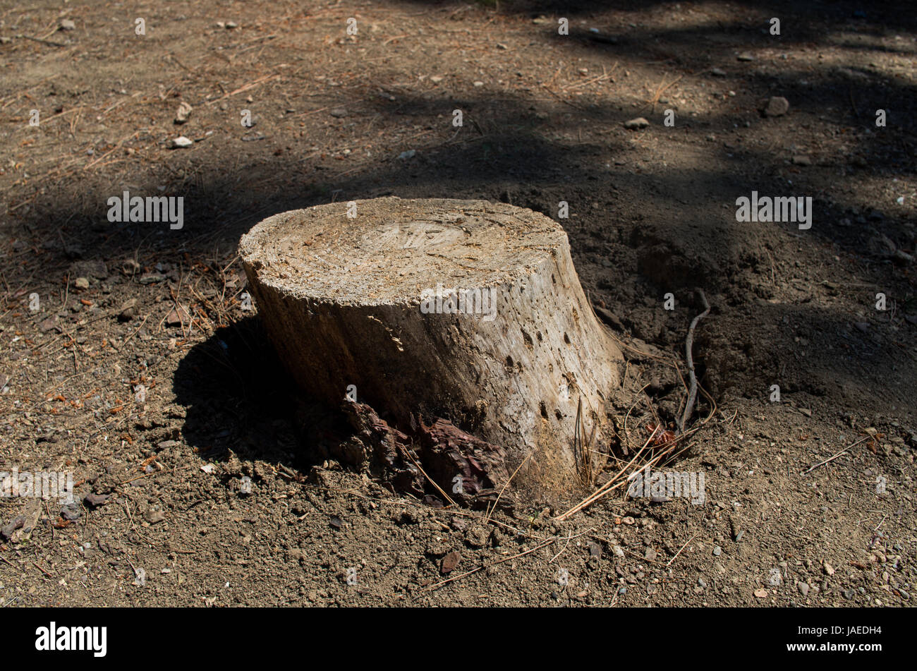 Cut tree trunk in the forest Stock Photo - Alamy