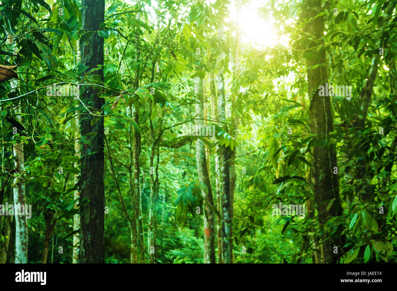 Fantastic tropical rain forest view with sun flare in morning Stock ...