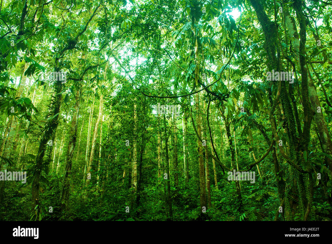 Incredible tropical rainforest landscape in morning Stock Photo - Alamy