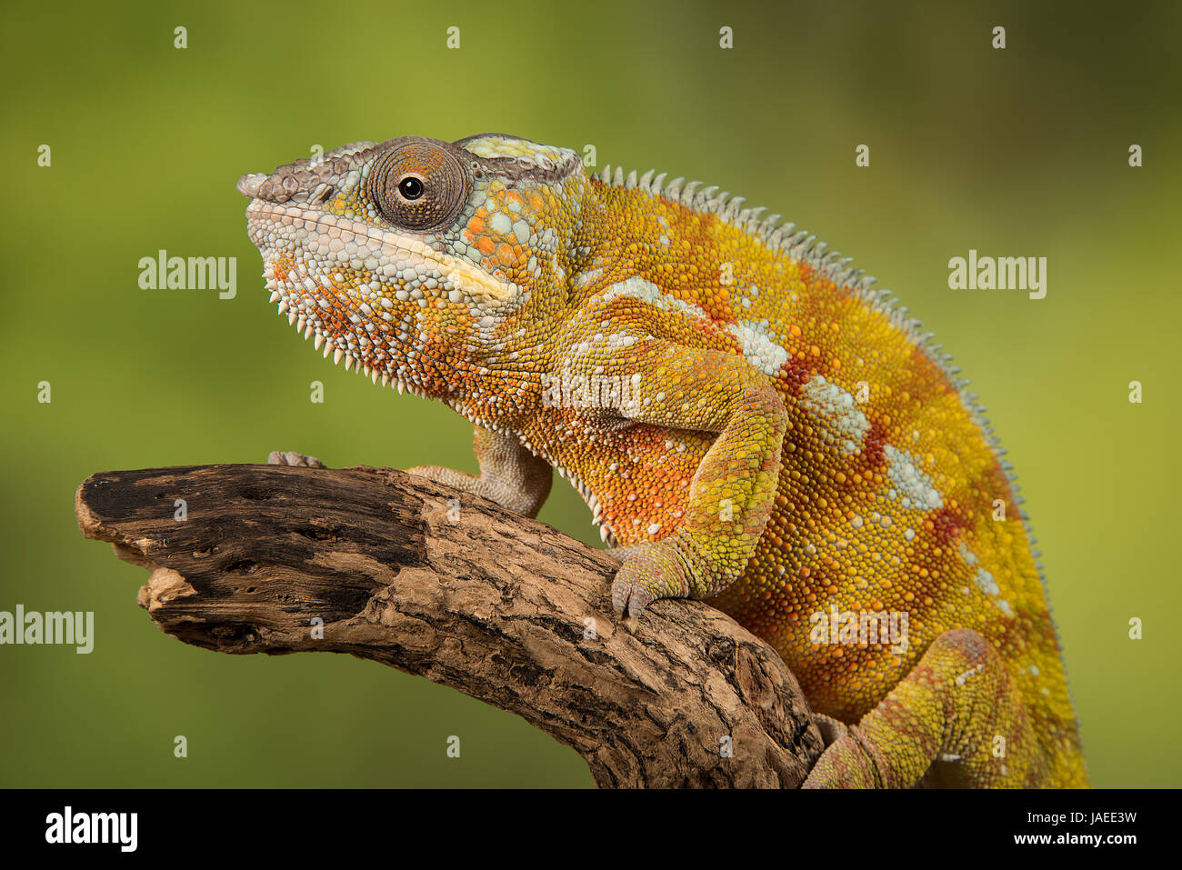 Chameleon wood hi-res stock photography and images - Alamy