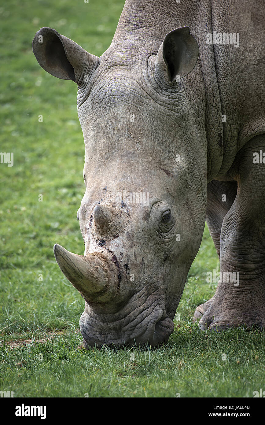 Animal face close up hi-res stock photography and images - Alamy